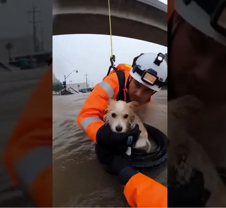 Dog Gently Helped to Safety During City Flood - DAILY NEWS