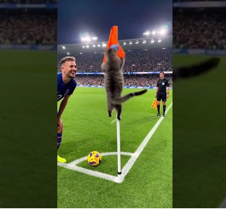 The Cat Climbs to the Top! Funny Football Shorts - DAILY NEWS