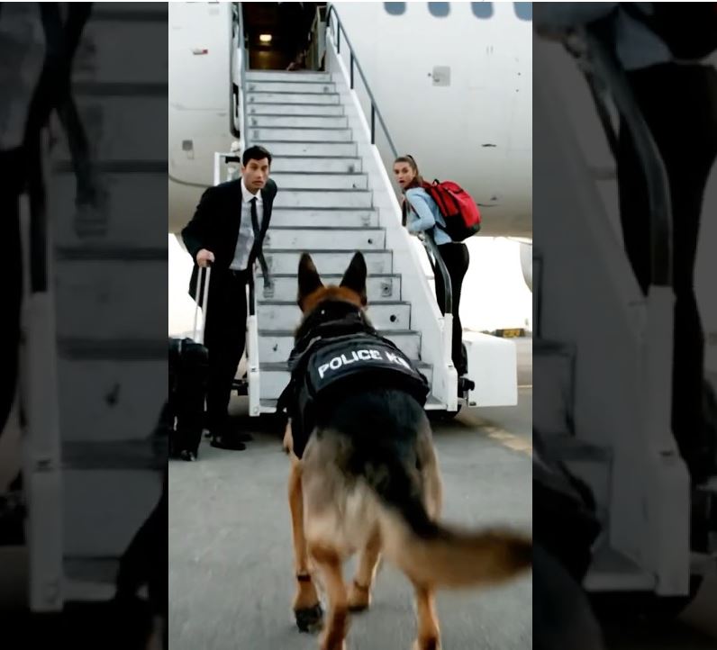 The Heroic K9, How a Trained Police Dog Helped Ensure Flight Safety ...