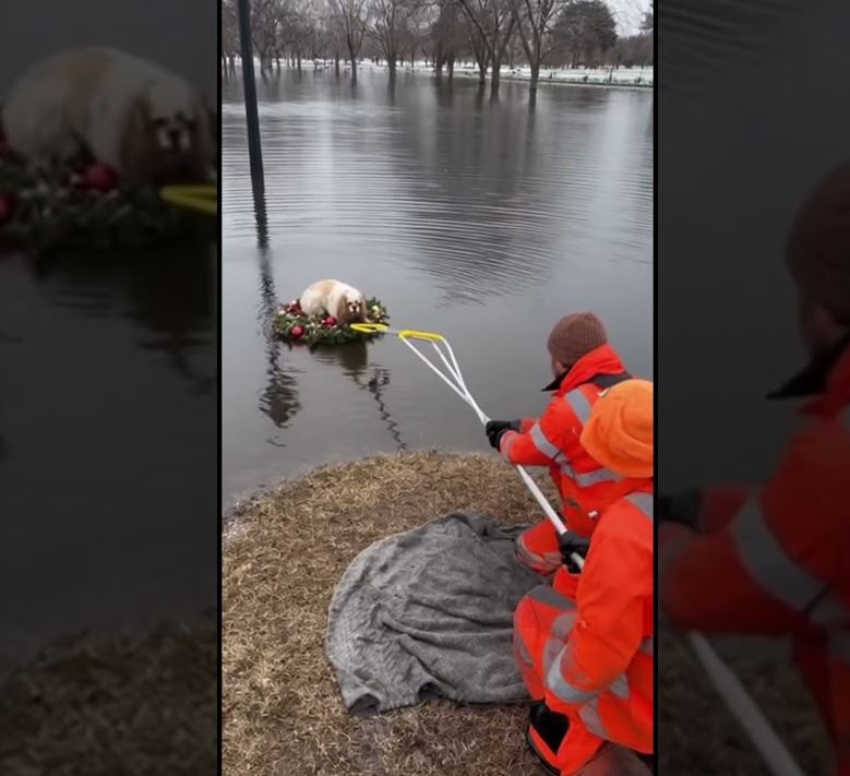 Heartwarming Rescue: Dog Found on Christmas Wreath in Flood - DAILY NEWS