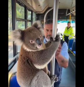 A koala just hopped on a bus, and everyone couldn’t believe it! - DAILY ...