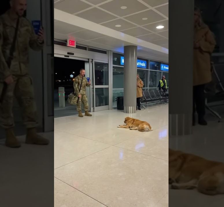 A loyal dog waits where his owner was last seen - DAILY NEWS