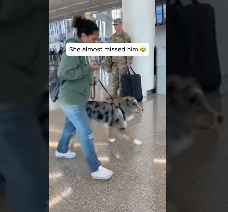 What happens when a dog sees its owner who's just come back from ...