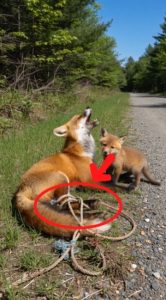 Fox Cries For Help Beside Her Pup Until A Stranger Stops, Will She Make ...