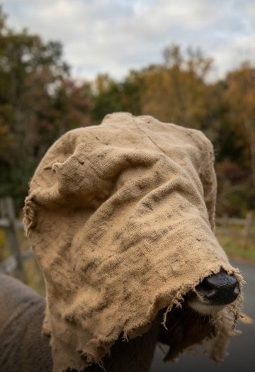 Mother Deer Seen with a Burlap Bag on Her Head in a Woodland Area ...