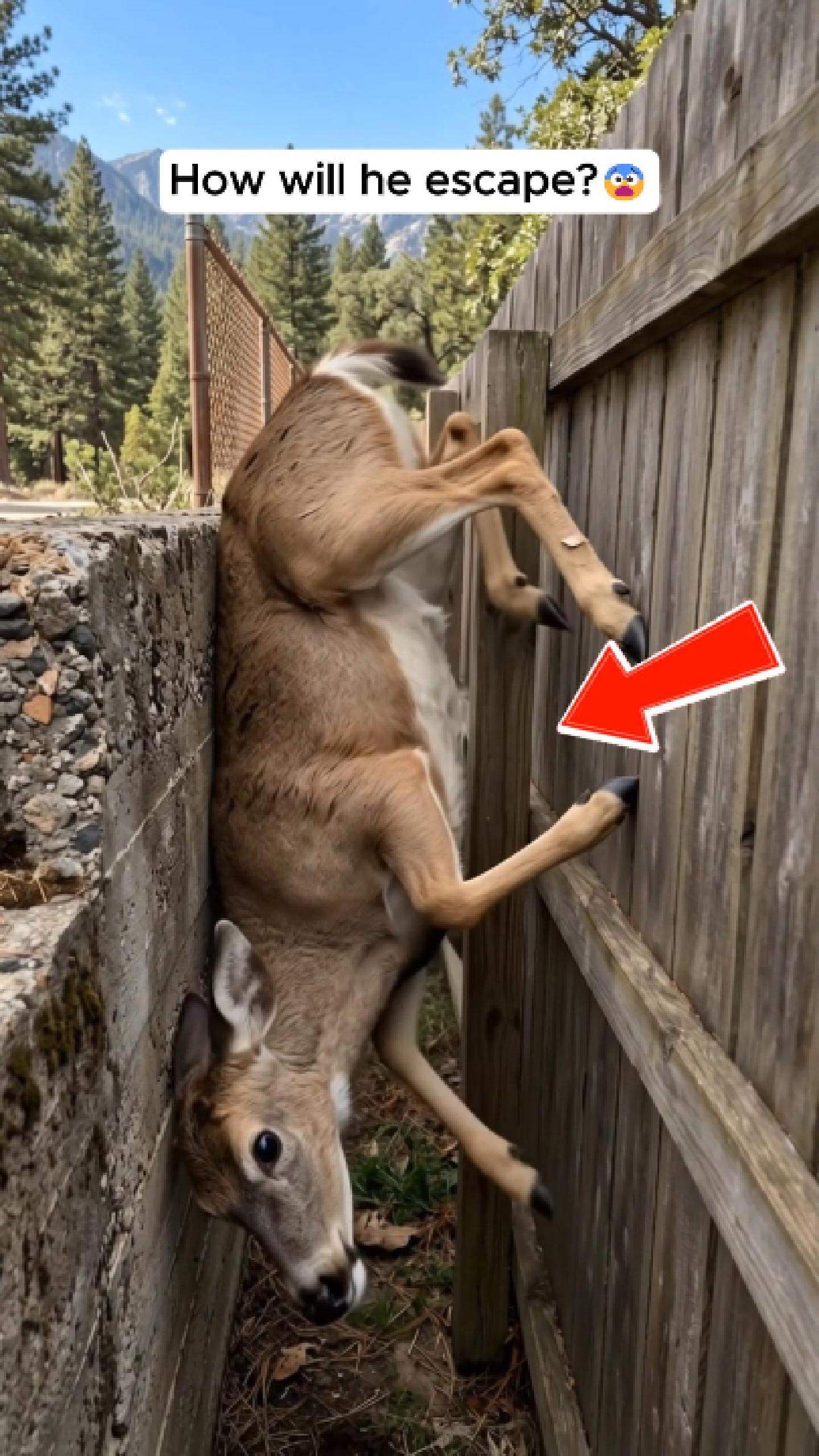 Deer Found Between Concrete Wall and Wooden Fence - DAILY NEWS